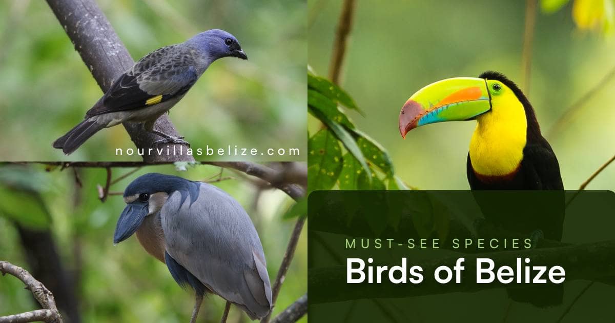 Birds of Belize: Top 15 Must-See Species for Birdwatching